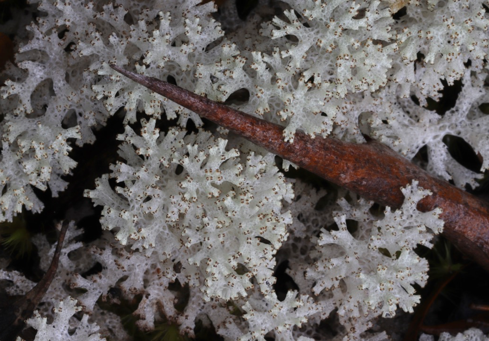 Ecological roles of fungi – Australian freshwater and marine fungi