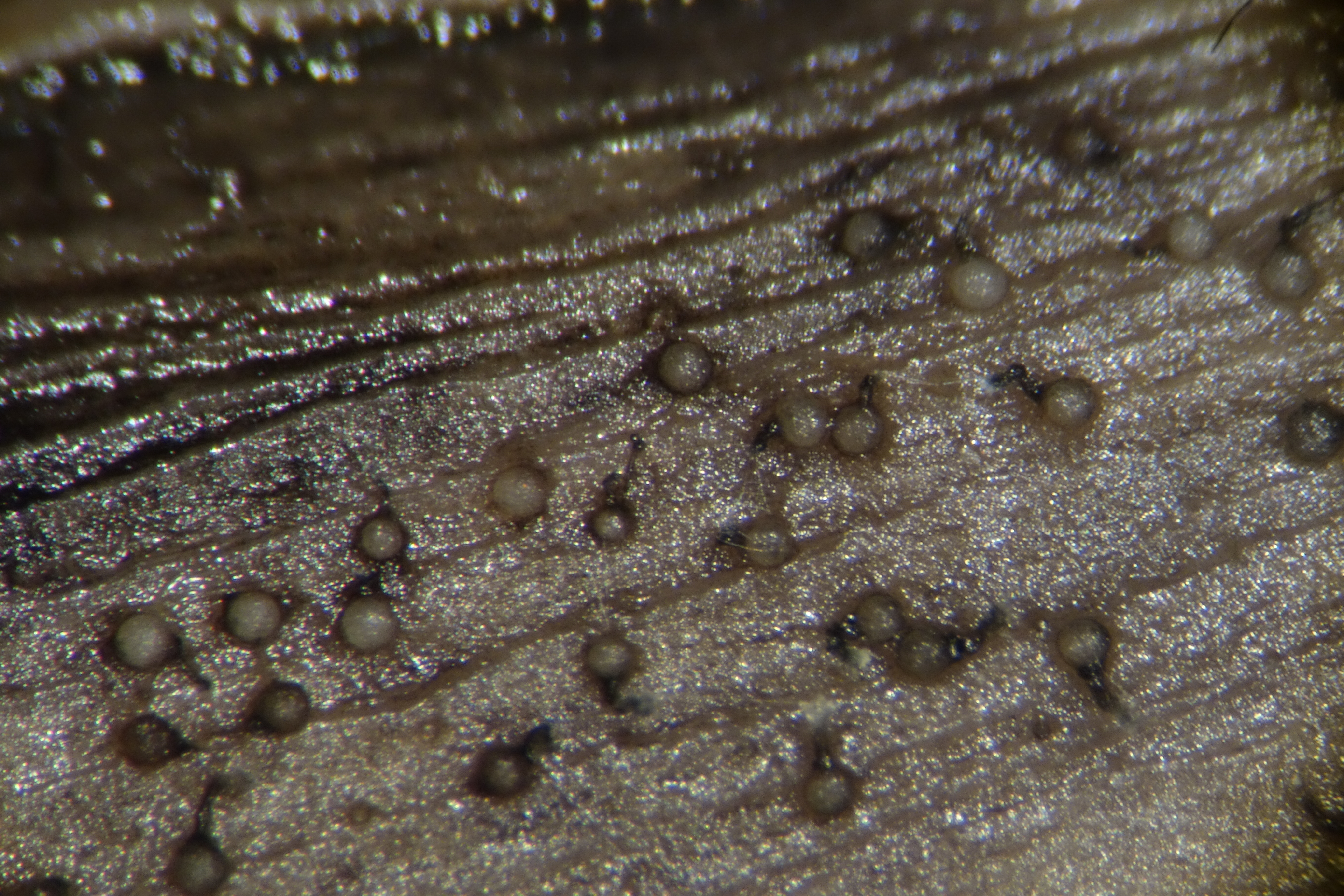 Marine fungi – Australian freshwater and marine fungi