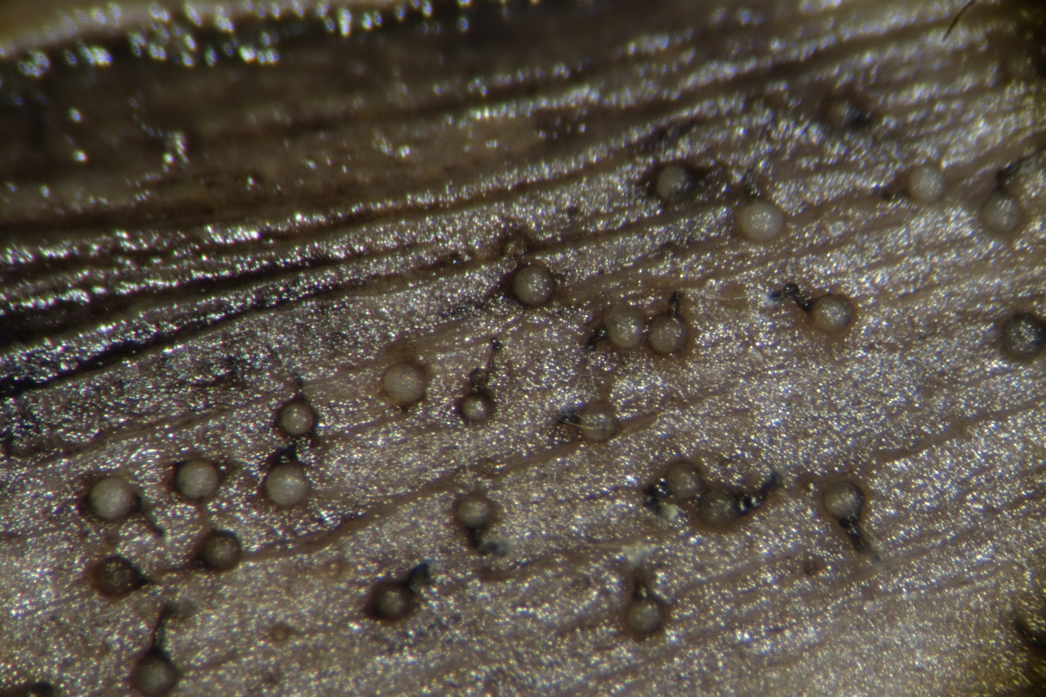 Marine fungi – Australian freshwater and marine fungi