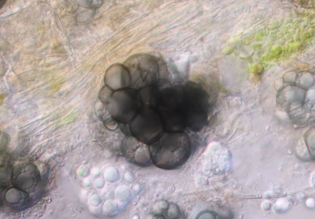 Marine fungi – Australian freshwater and marine fungi